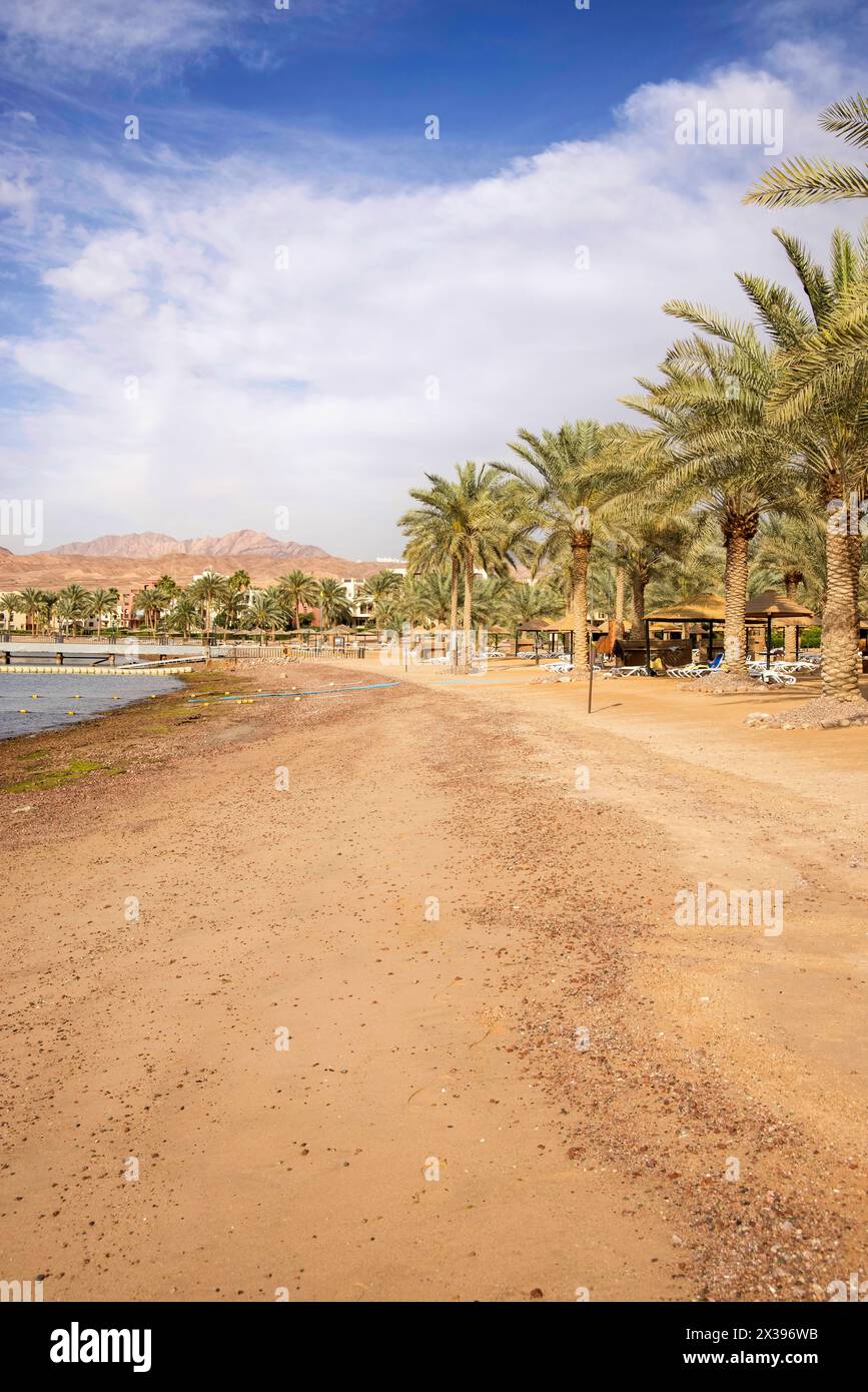 palm trees on the beach in the movenpick resort in the town of aquba on ...