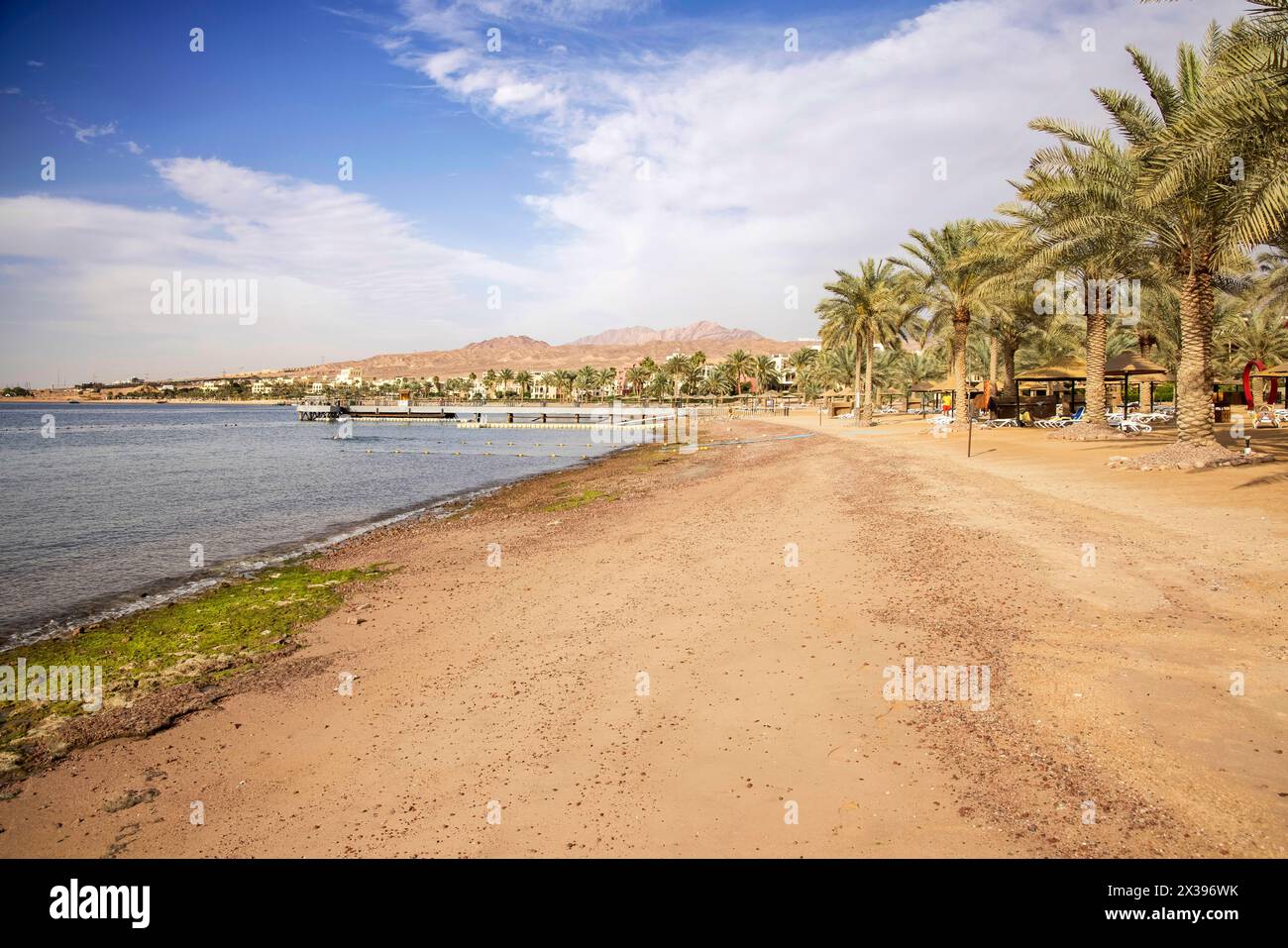 palm trees on the beach in the movenpick resort in the town of aquba on ...