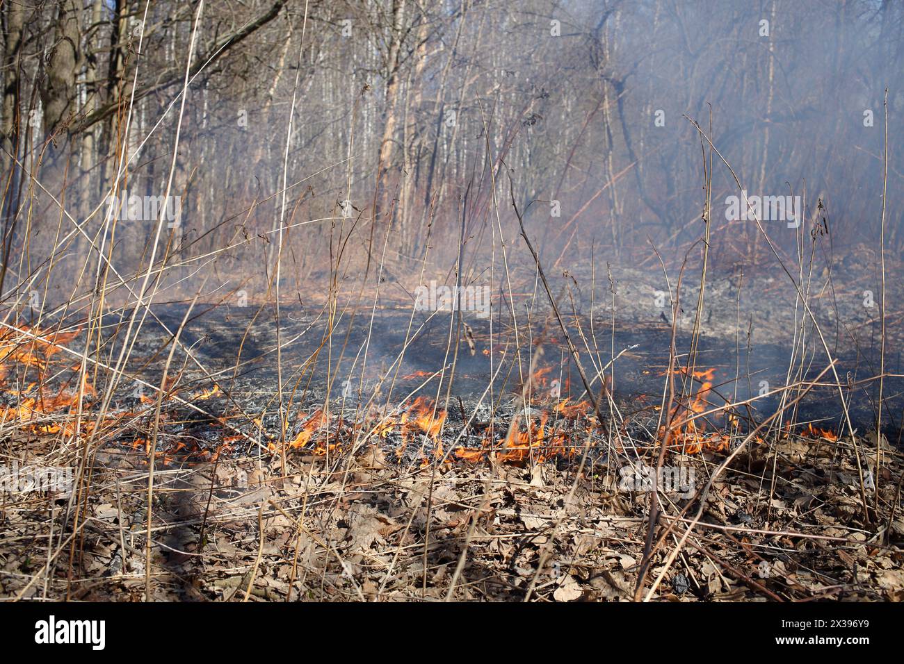 Old wild fire damage hi-res stock photography and images - Alamy