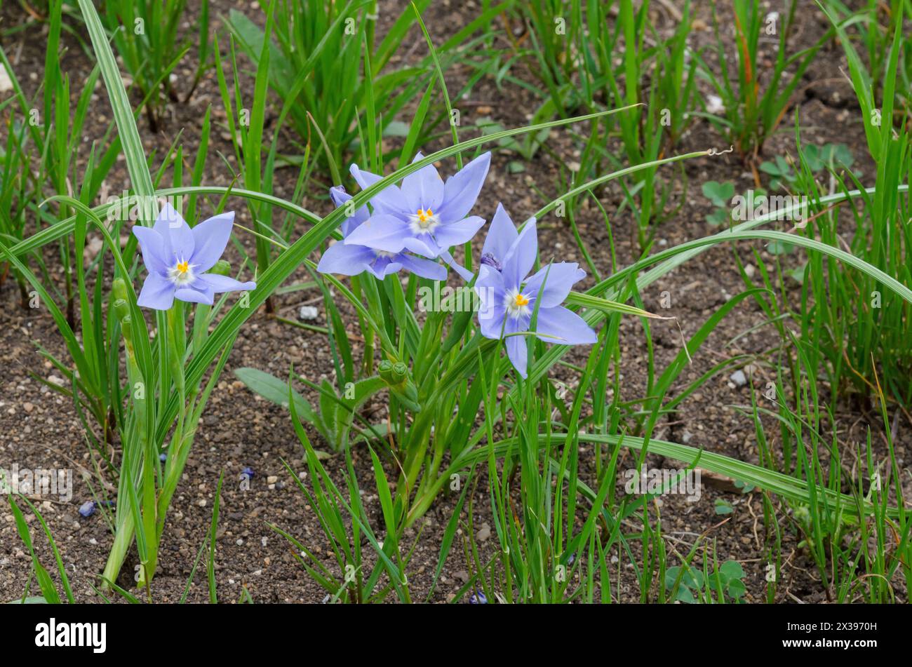 Nemastylis geminiflora hi-res stock photography and images - Alamy