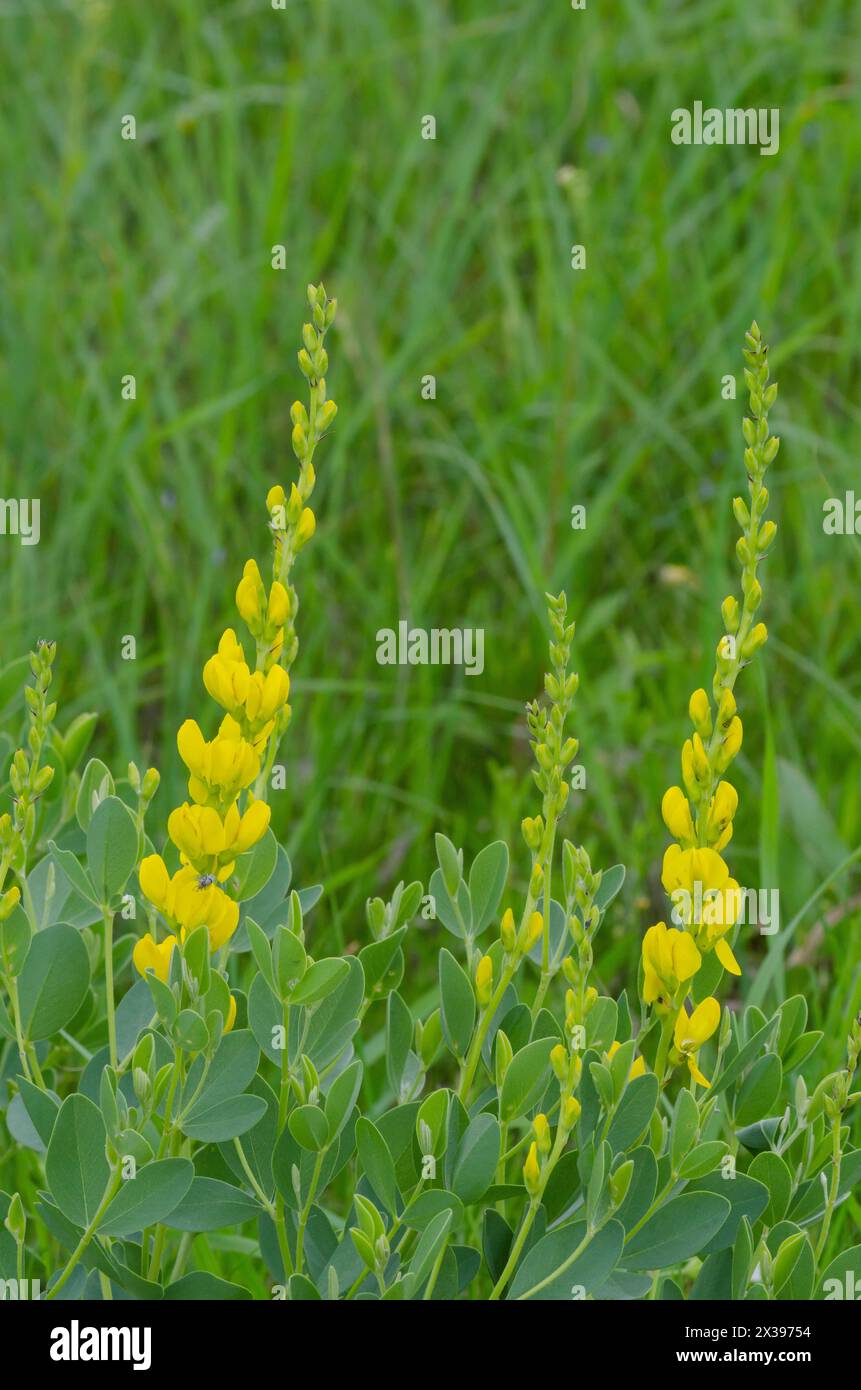 Yellow wisteria hi-res stock photography and images - Alamy