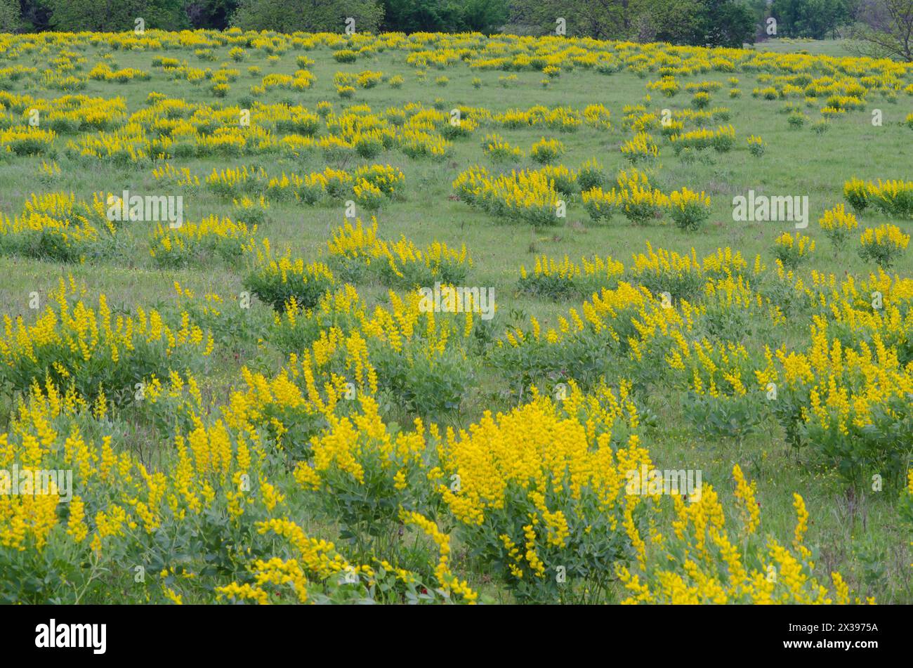 Yellow Wild Indigo, Baptisia sphaerocarpa Stock Photo - Alamy