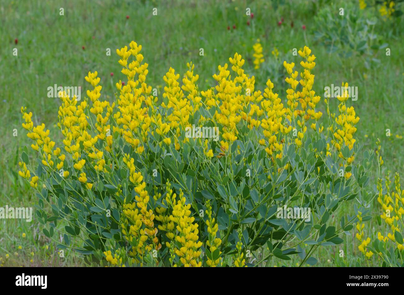 Yellow wild indigo hi-res stock photography and images - Alamy
