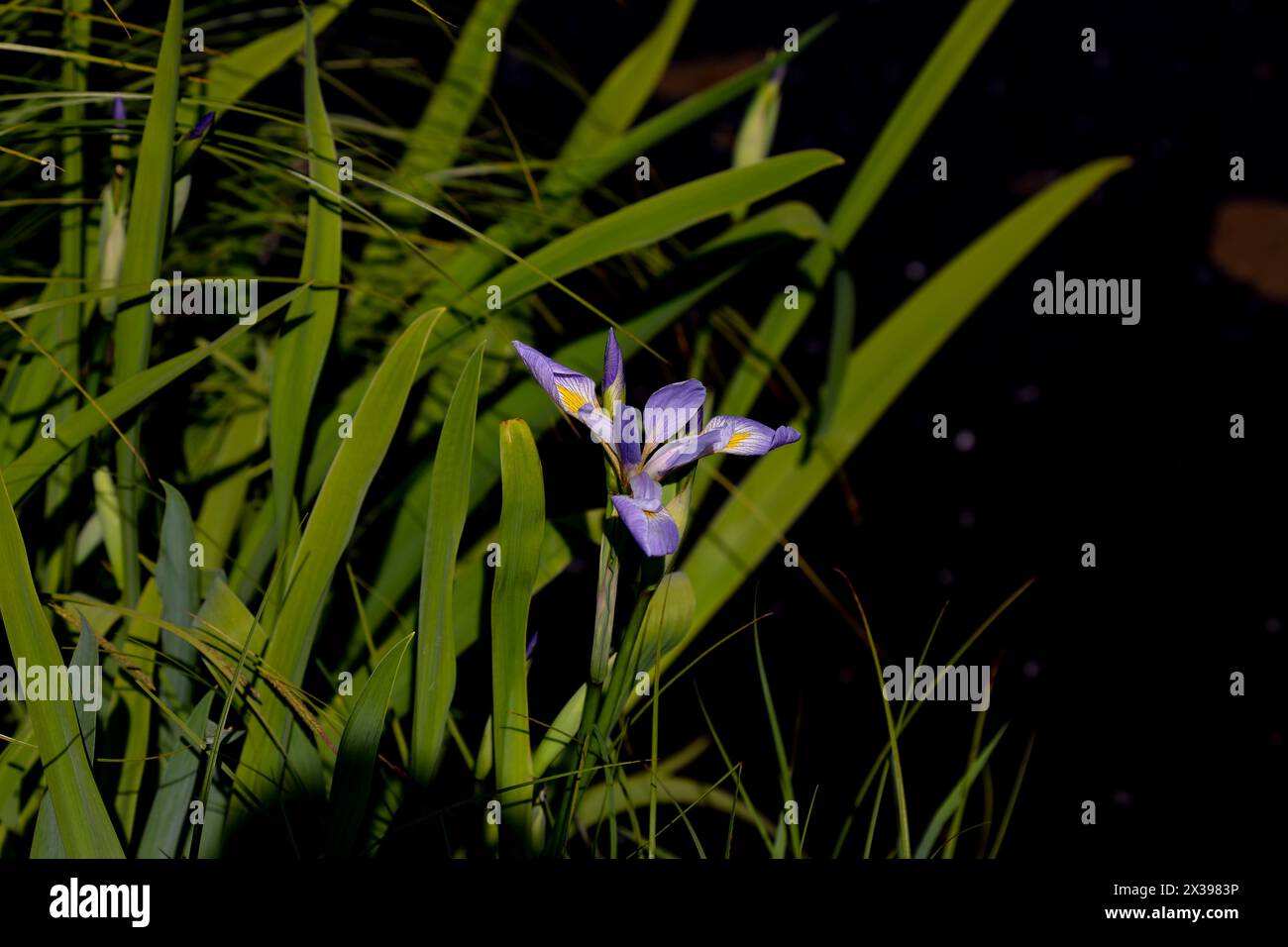 Wild native irises flowers in a wetland. Iris is depicted in mythology by a rainbow Stock Photo ...