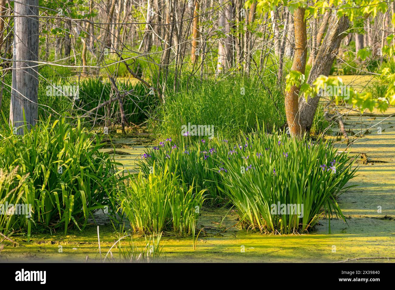Wild native irises flowers in a wetland. Iris is depicted in mythology ...