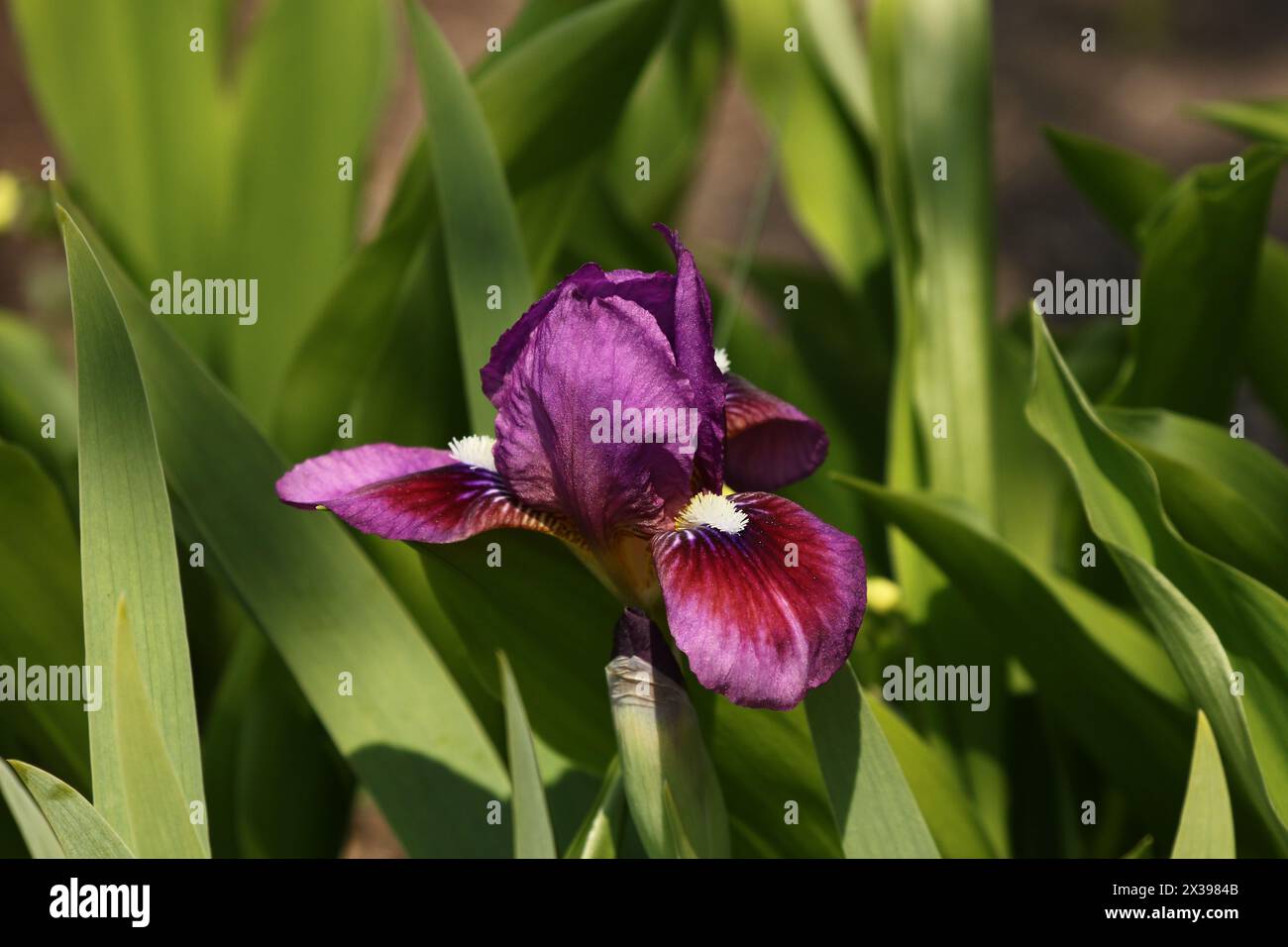 Wild native irises flowers in a wetland. Iris is depicted in mythology by a rainbow Stock Photo ...