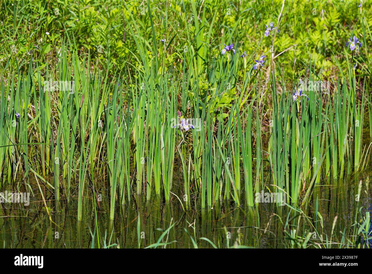 Wild native irises flowers in a wetland. Iris is depicted in mythology ...