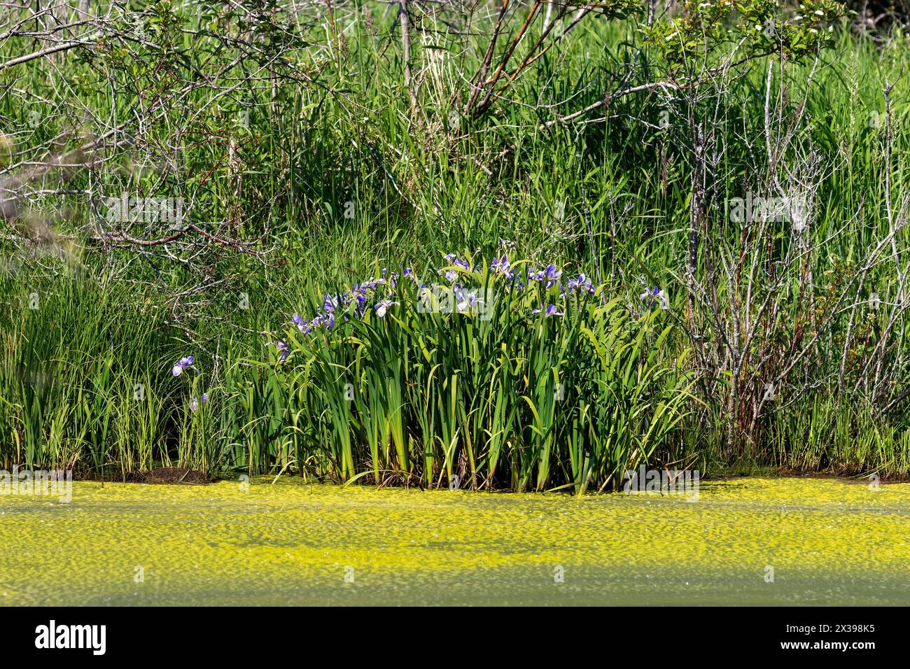 Wild native irises flowers in a wetland. Iris is depicted in mythology ...