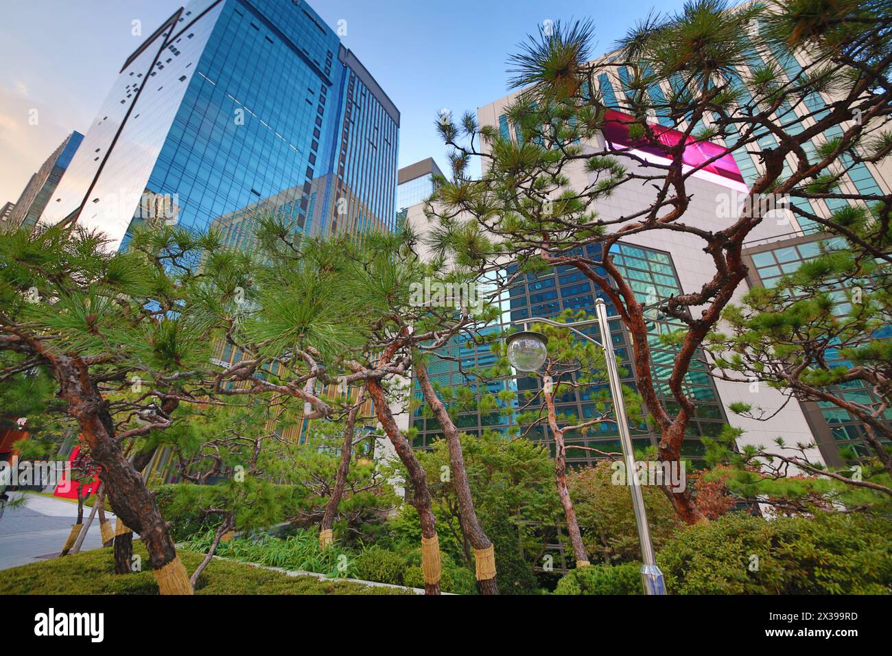 Dwarf pines and glass high-rise buildings in Seoul, South Korea, in ...
