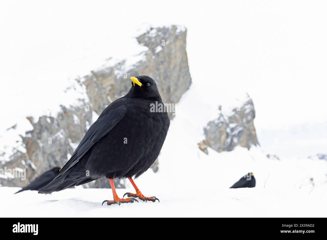 Alpine chough (Pyrrhocorax graculus) photographed with wide angle lens ...
