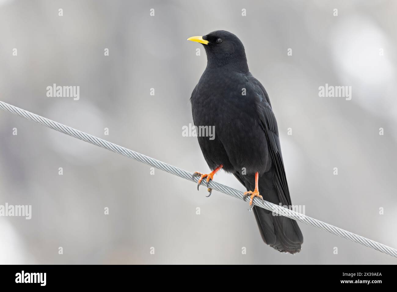 Alpine chough (Pyrrhocorax graculus) in snow Stock Photo - Alamy