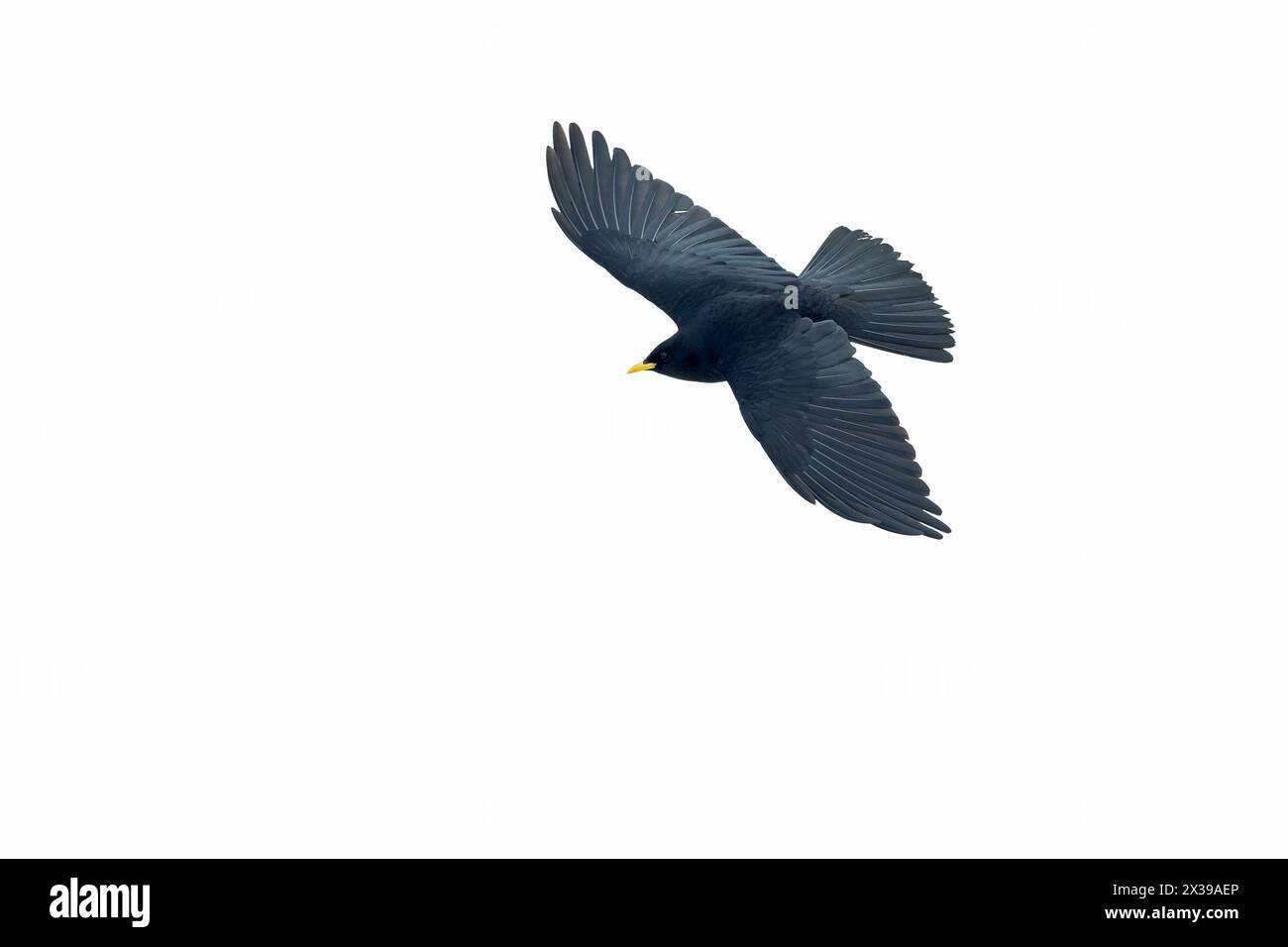 Alpine chough (Pyrrhocorax graculus) in flight in the mountains Stock ...