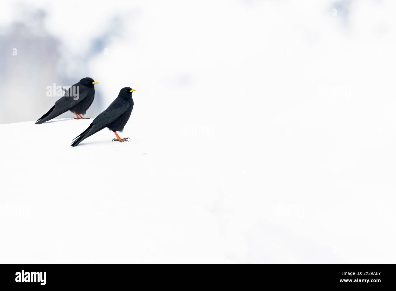 Alpine chough (Pyrrhocorax graculus) in snow Stock Photo - Alamy