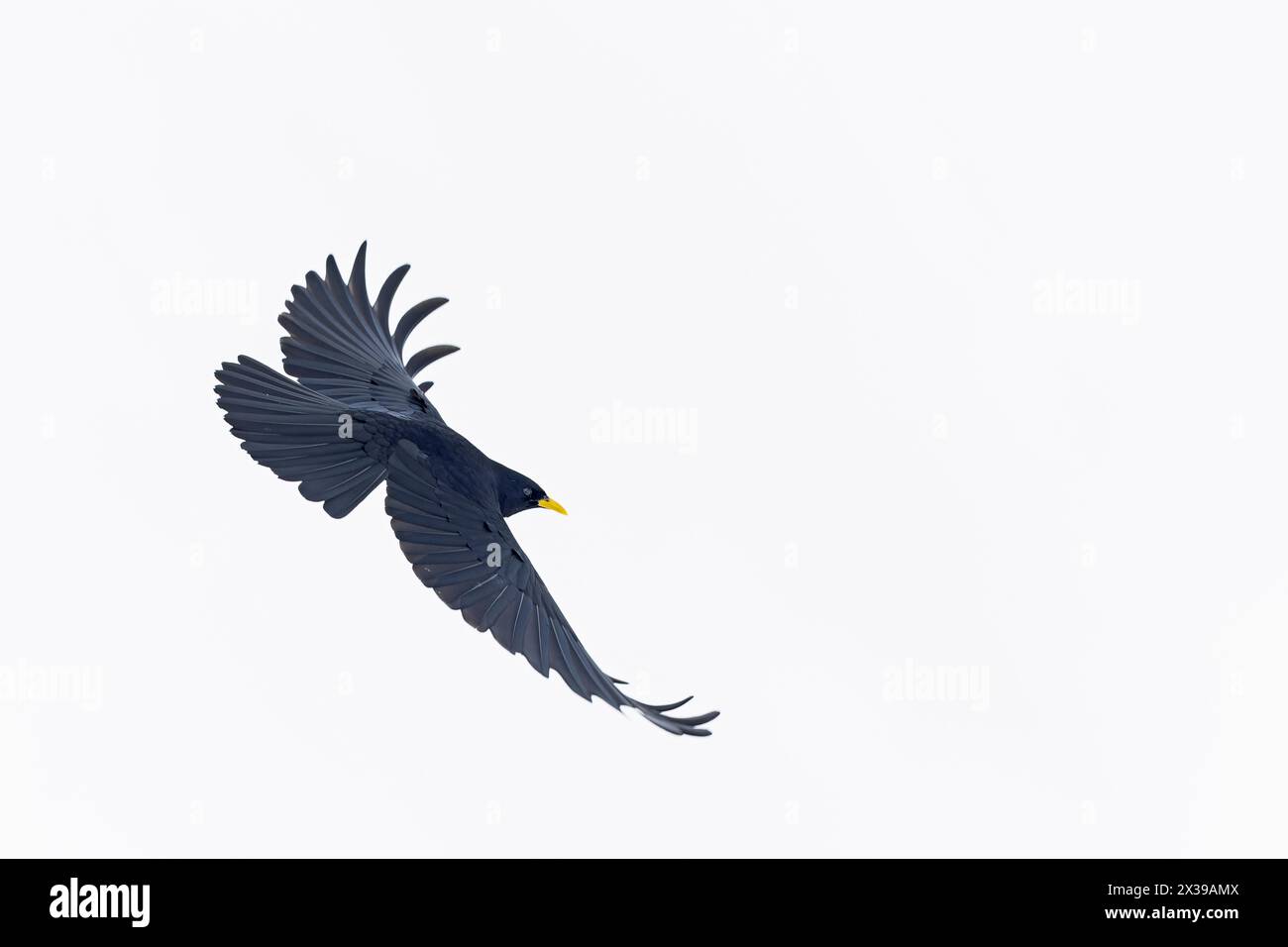 Alpine chough (Pyrrhocorax graculus) in flight in the mountains Stock ...