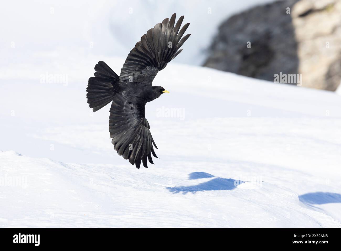 Alpine chough (Pyrrhocorax graculus) in flight in the mountains Stock ...