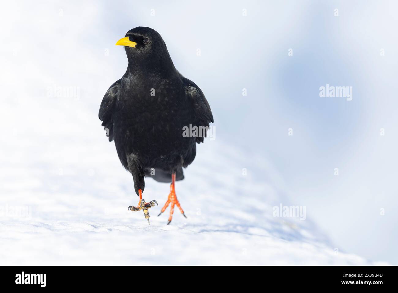 Alpine chough (Pyrrhocorax graculus) in snow Stock Photo - Alamy