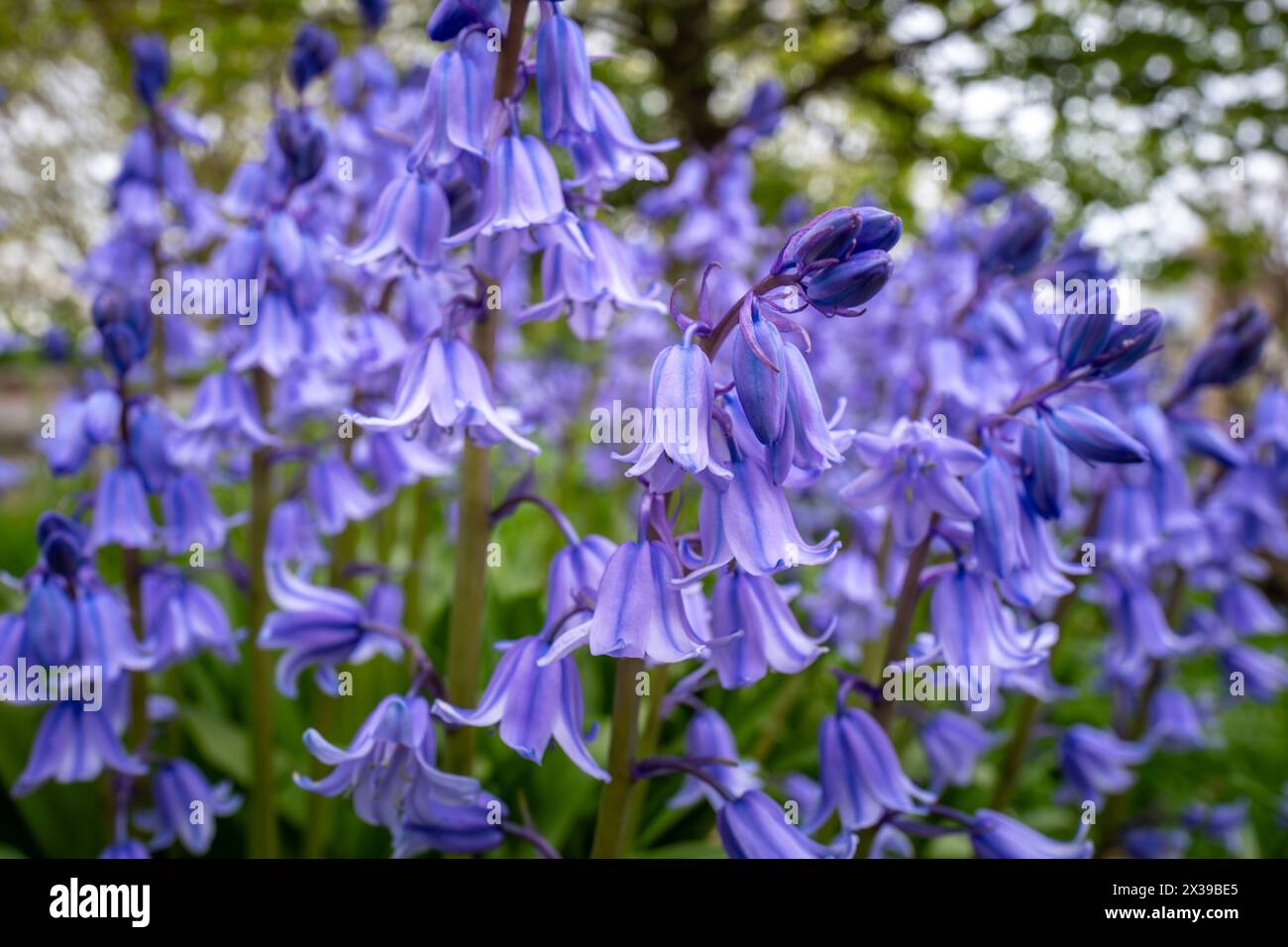 Brighton, April 25th 2024: Spring weather brings out this beautiful ...
