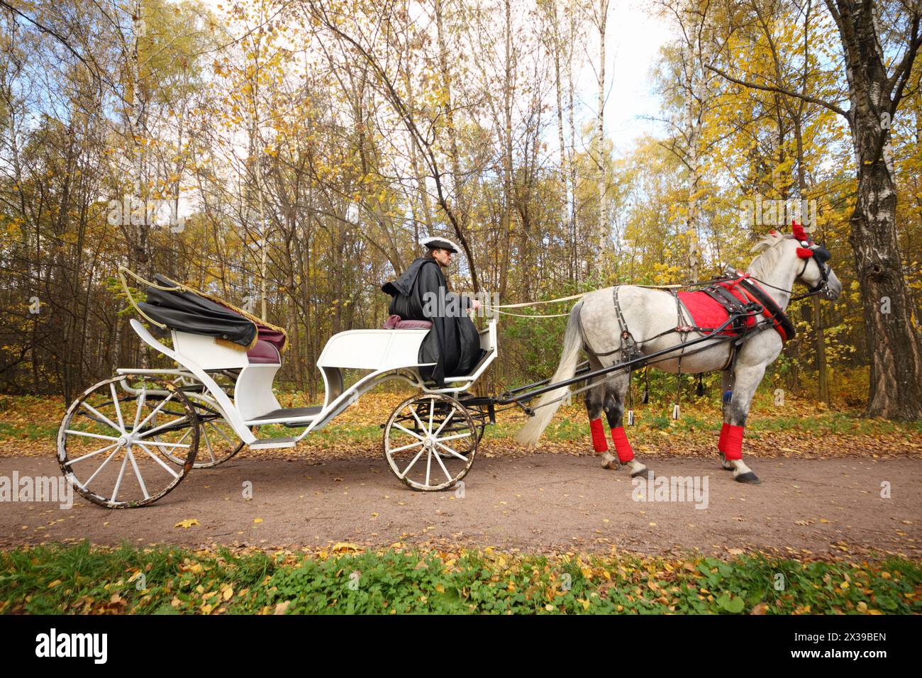 Coachman sits in coach with horse and holds reins in autumn forest ...