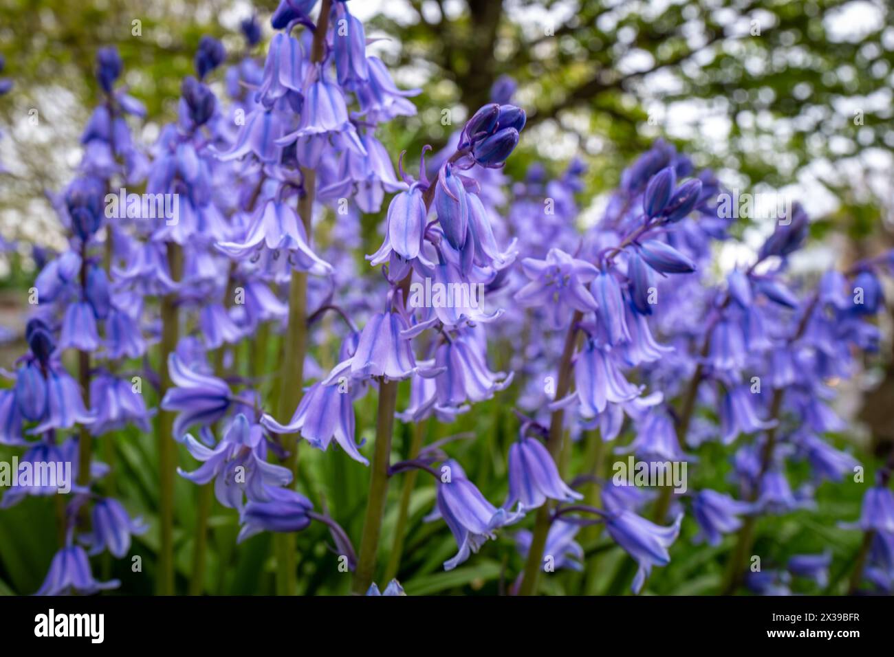 Brighton, April 25th 2024: Spring weather brings out this beautiful ...