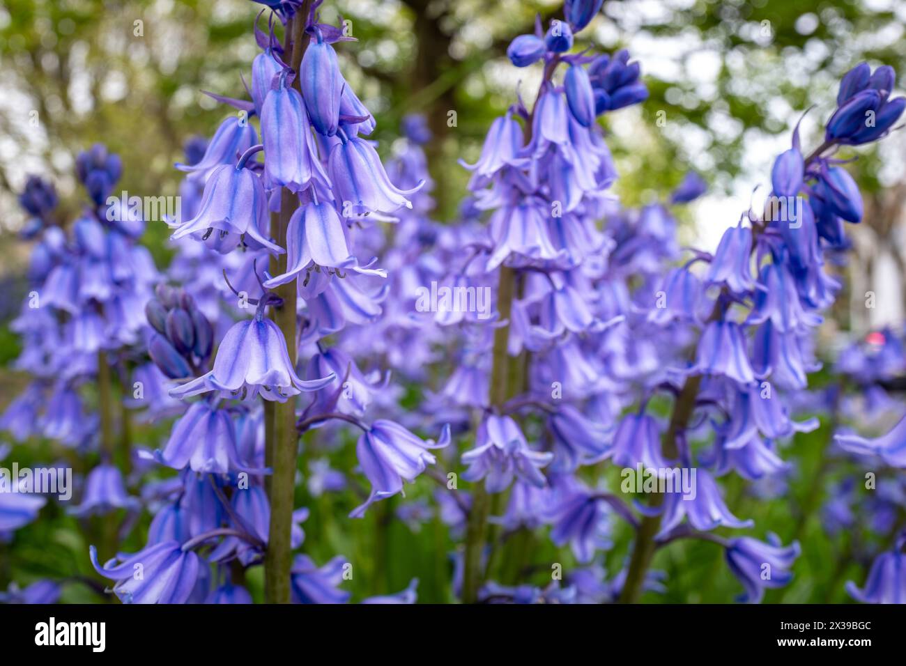 Brighton, April 25th 2024: Spring weather brings out this beautiful ...