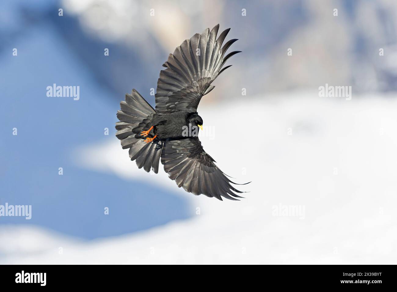 Alpine chough (Pyrrhocorax graculus) in flight in the mountains Stock ...