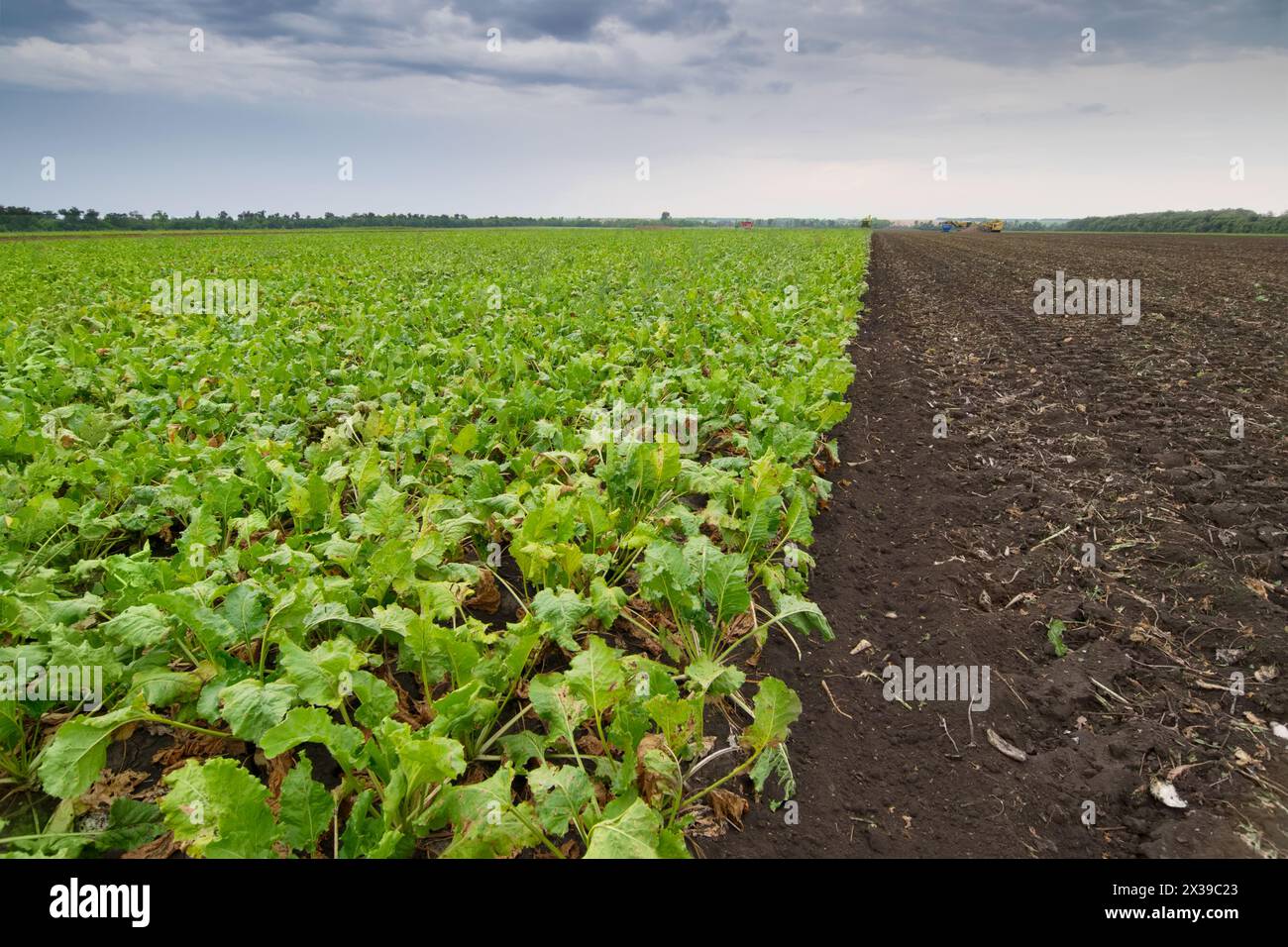 Green sugar beet field during crop harvesting at dull summer day Stock ...