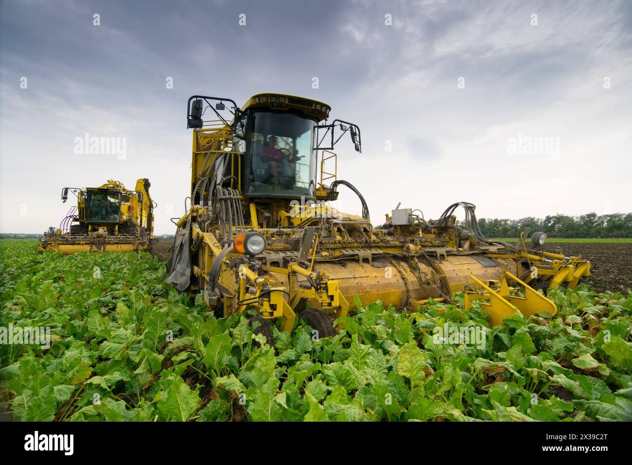Combine harvesters harvest sugar hi-res stock photography and images ...