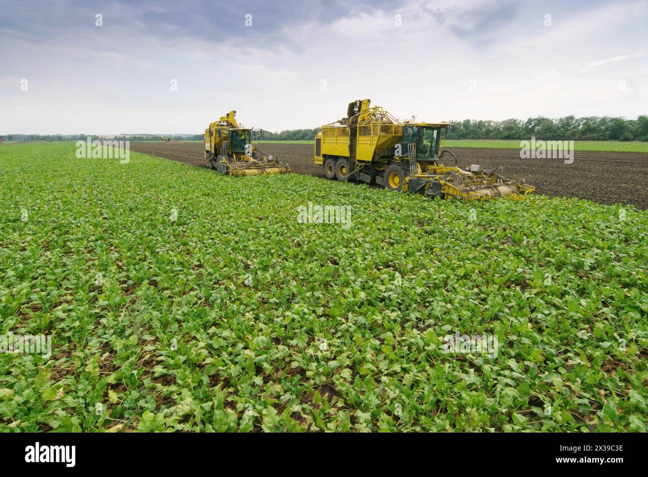 Two yellow combine harvesters harvest of sugar beet at summer evening ...