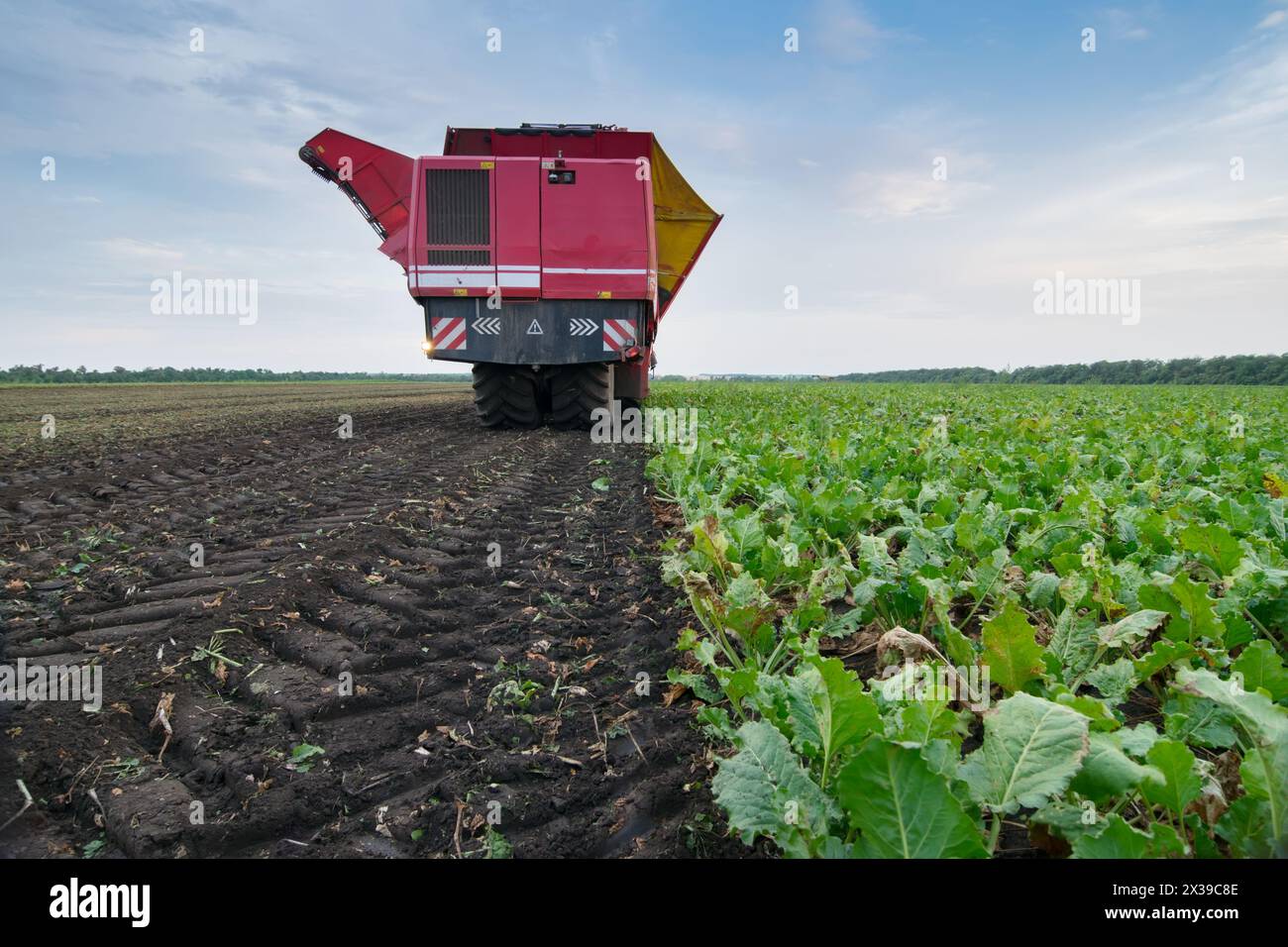 Red combine harvester harvests of sugar beet at summer evening, back ...