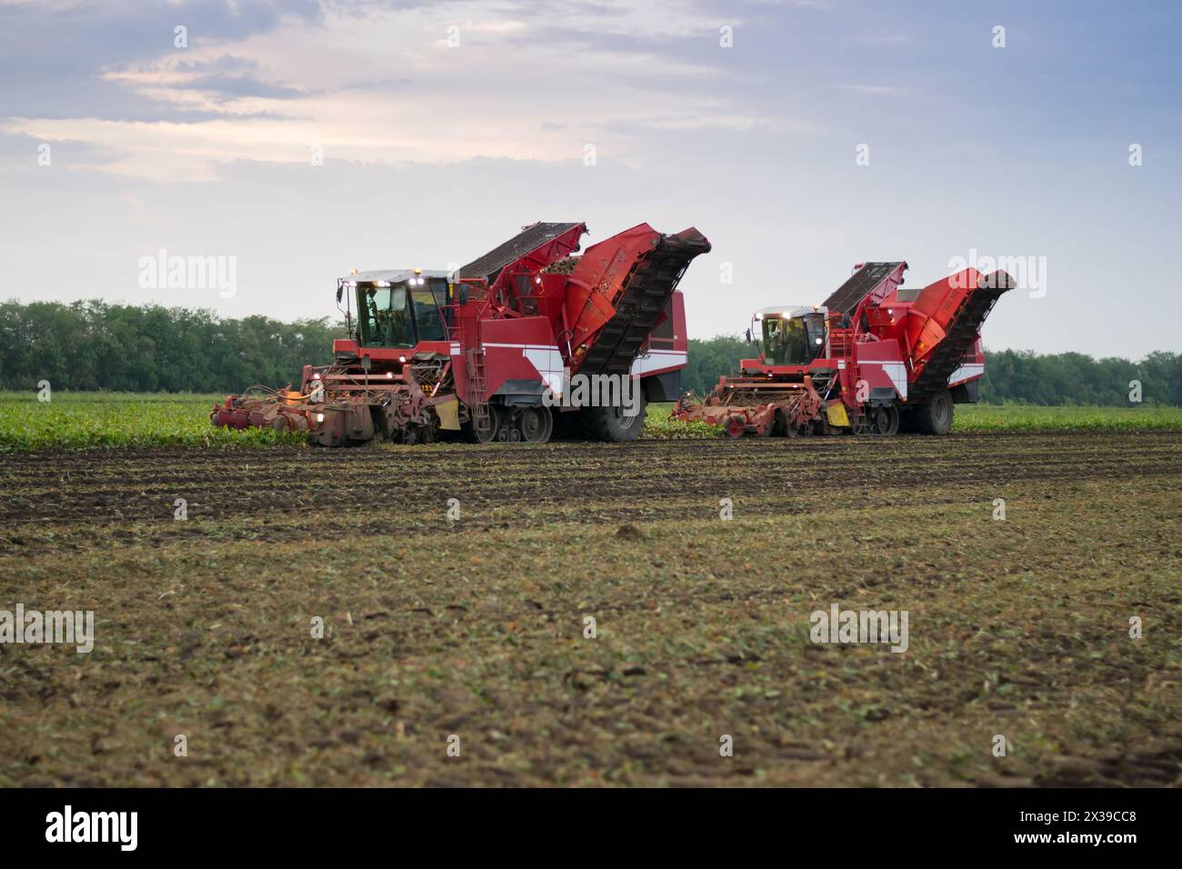 Two combine harvesters harvest of ripe sugar beet at summer evening ...