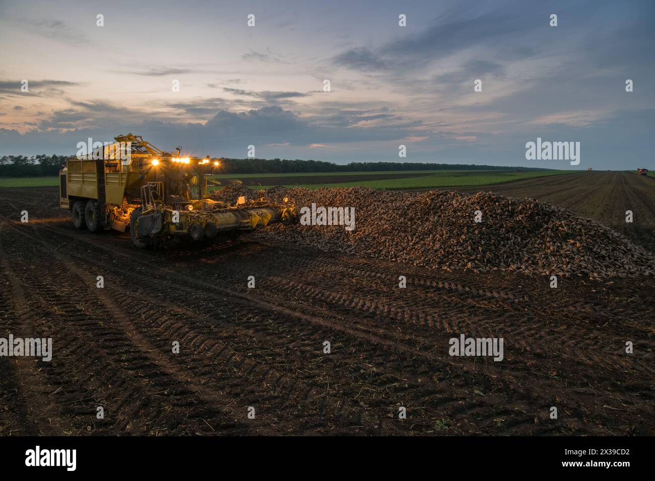 Machine with illumination for loading of sugar beet are on field in ...