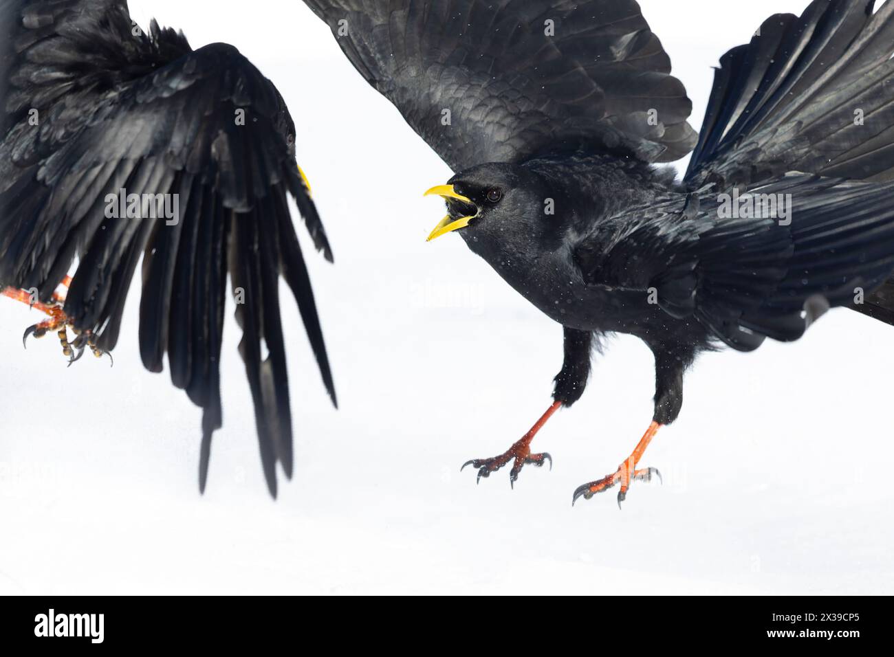 Alpine chough (Pyrrhocorax graculus) fighting in flight Stock Photo - Alamy