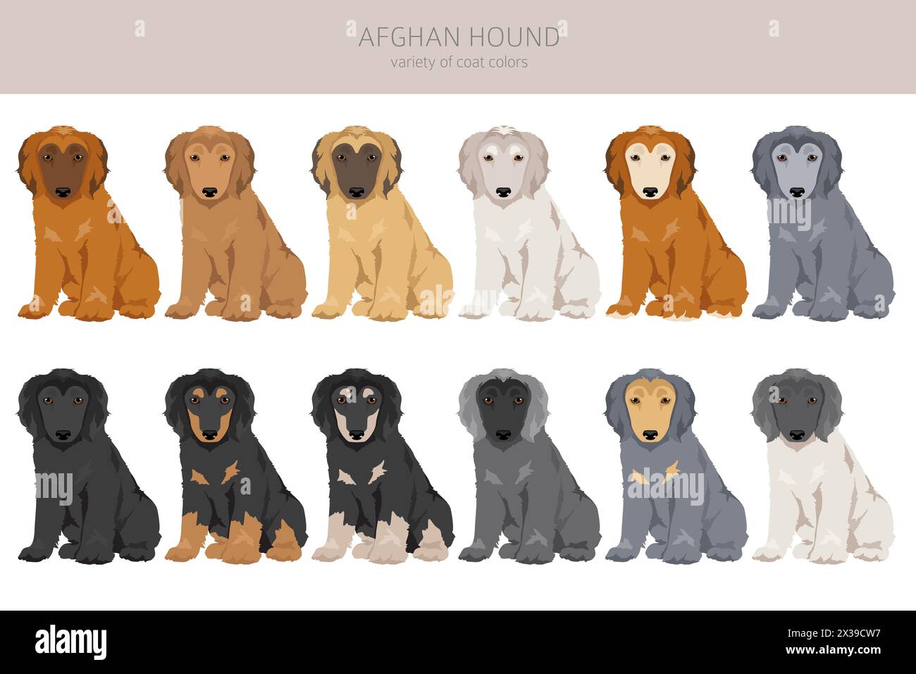 Afghan hound puppy all colours clipart. Different coat colors set ...