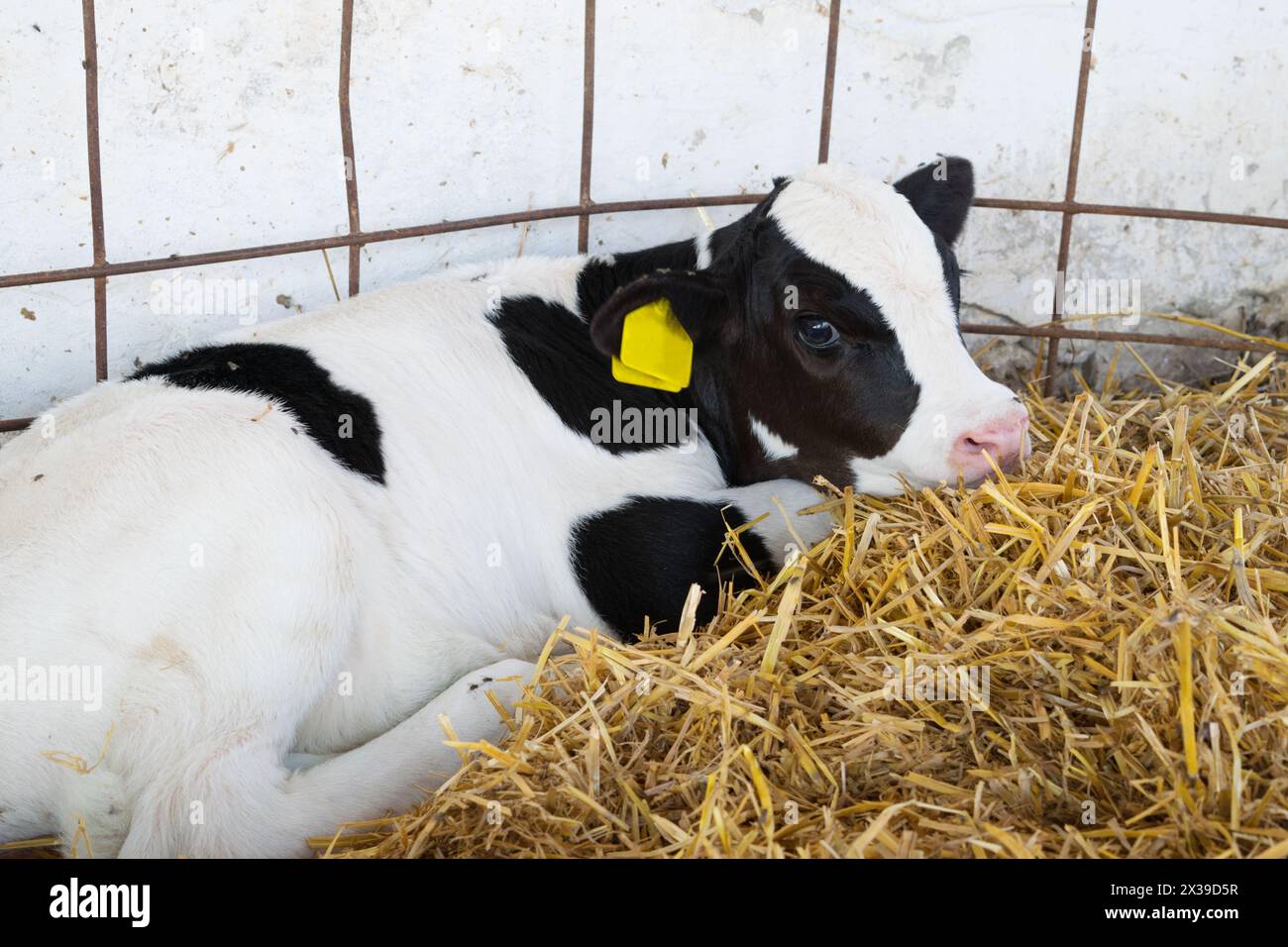 Black and white calf lies on straw in dairy farm and looks at camera ...
