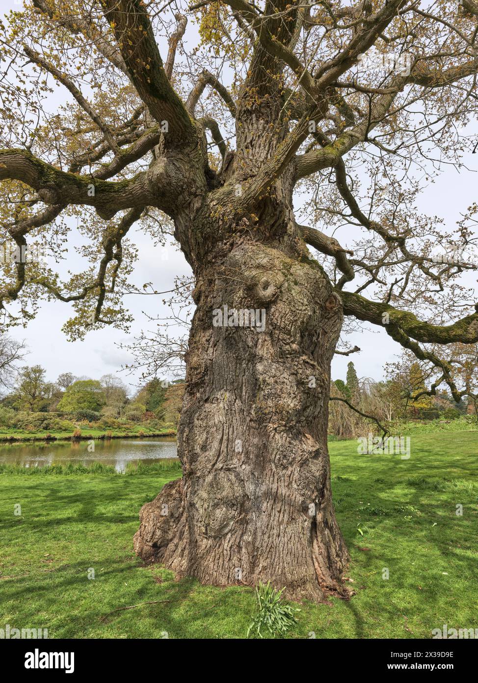 Mature oak tree in the garden at the country residence of the british ...
