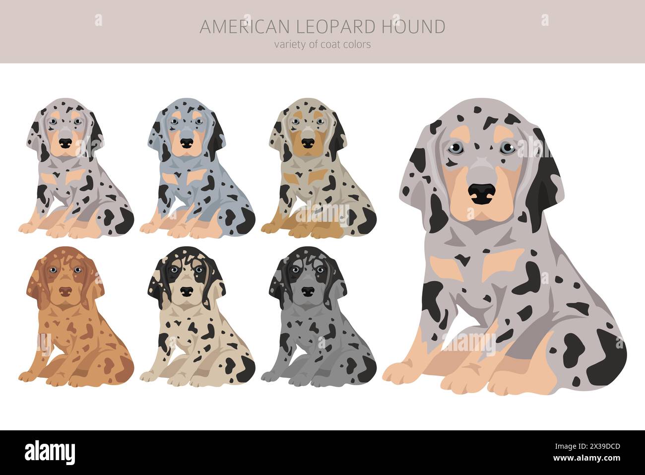 American leopard hound puppy all coat colors clipart. All dog breeds ...