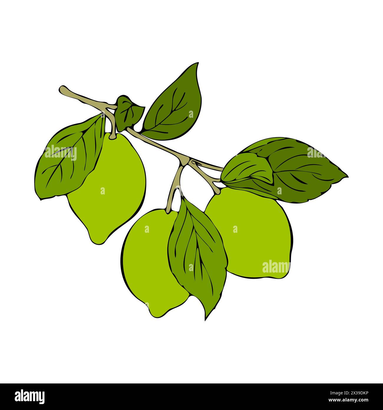 Lime branch with green fruits citrus, hand drawn sketch, isolated ...