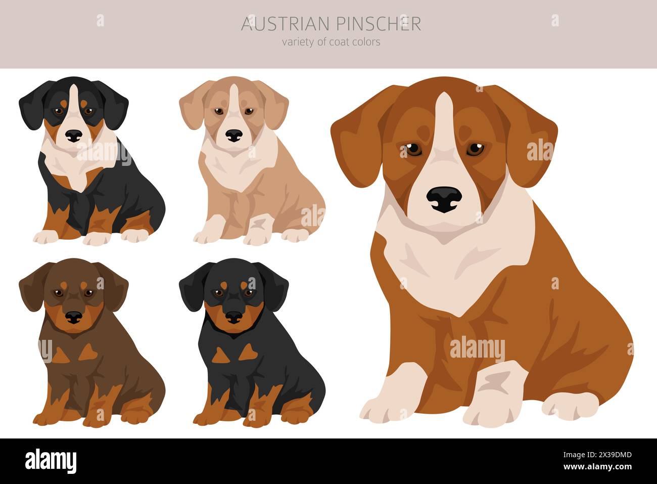 Austrian pinscher puppy clipart. Different poses, coat colors set ...
