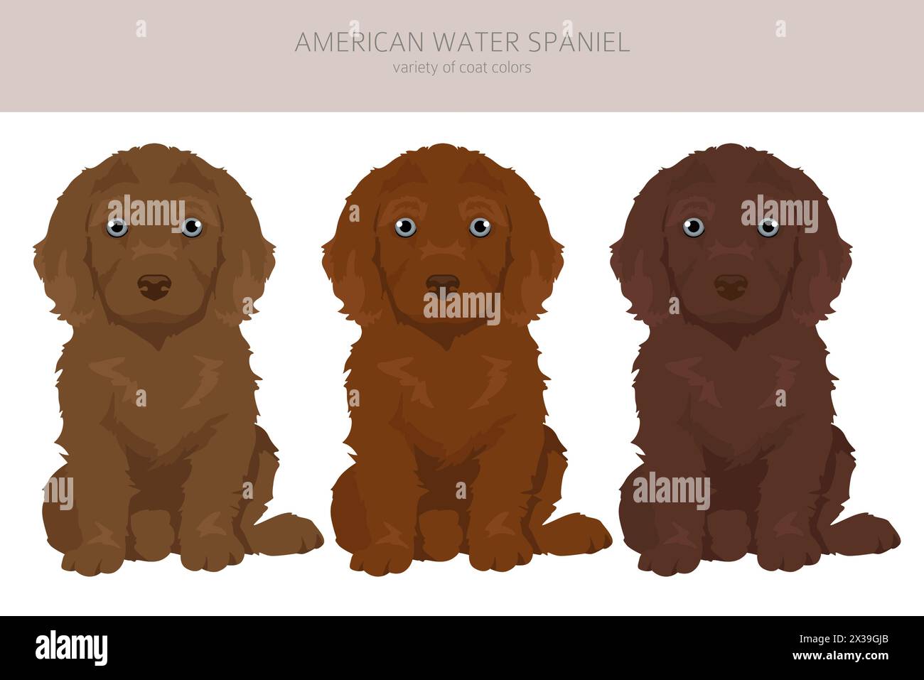 American water spaniel puppy all colours clipart. Different coat colors ...