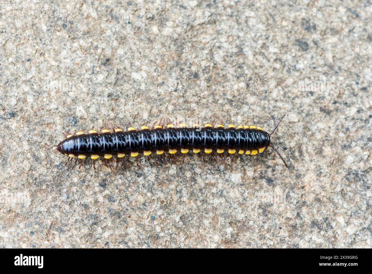 millipede, Anoplodesmus saussurii, sinngle adult walking on ground ...