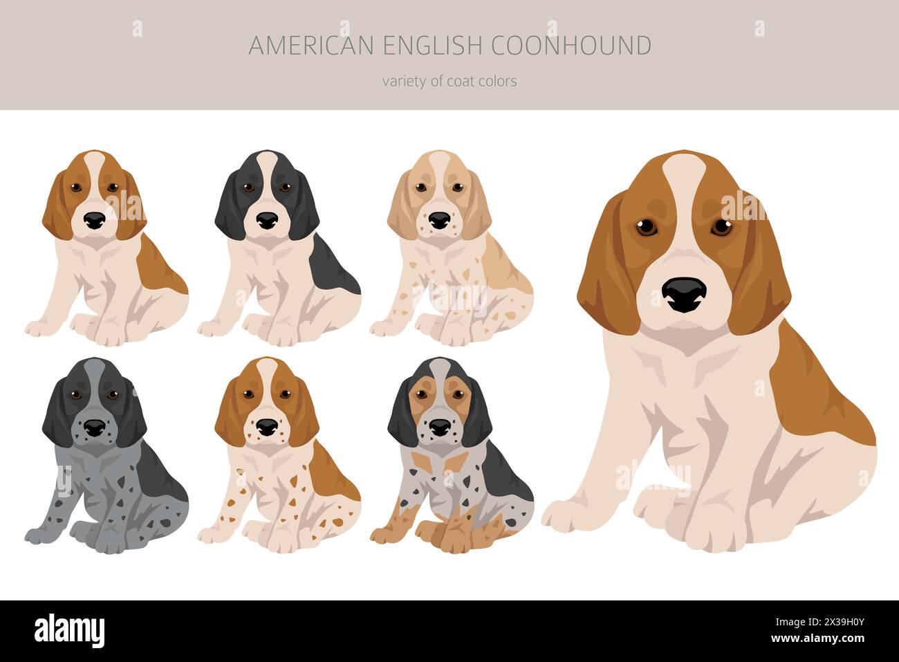 American englisn coonhound puppy all colours clipart. Different coat ...