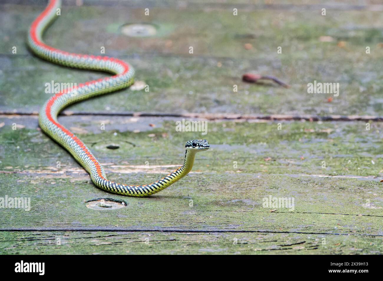 paradise flying snake or paradise tree snake, Chrysopelea paradisi ...