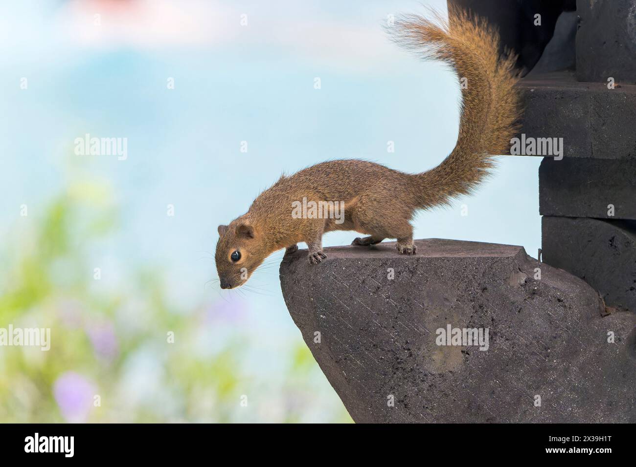 plantain squirrel or tricoloured squirrel or oriental squirrel ...