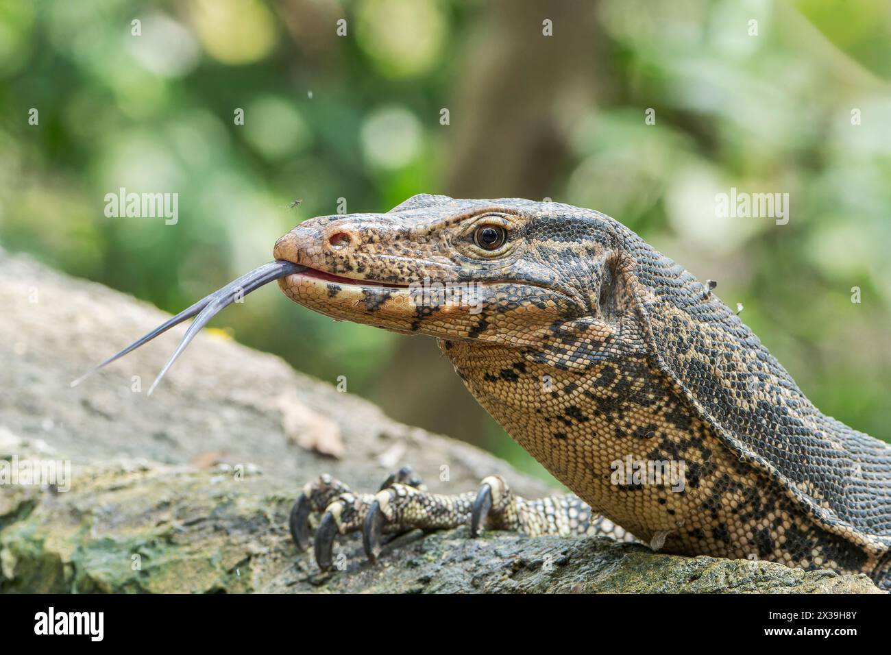 Asian water monitor,Varanus salvator, close up of head of adult ...