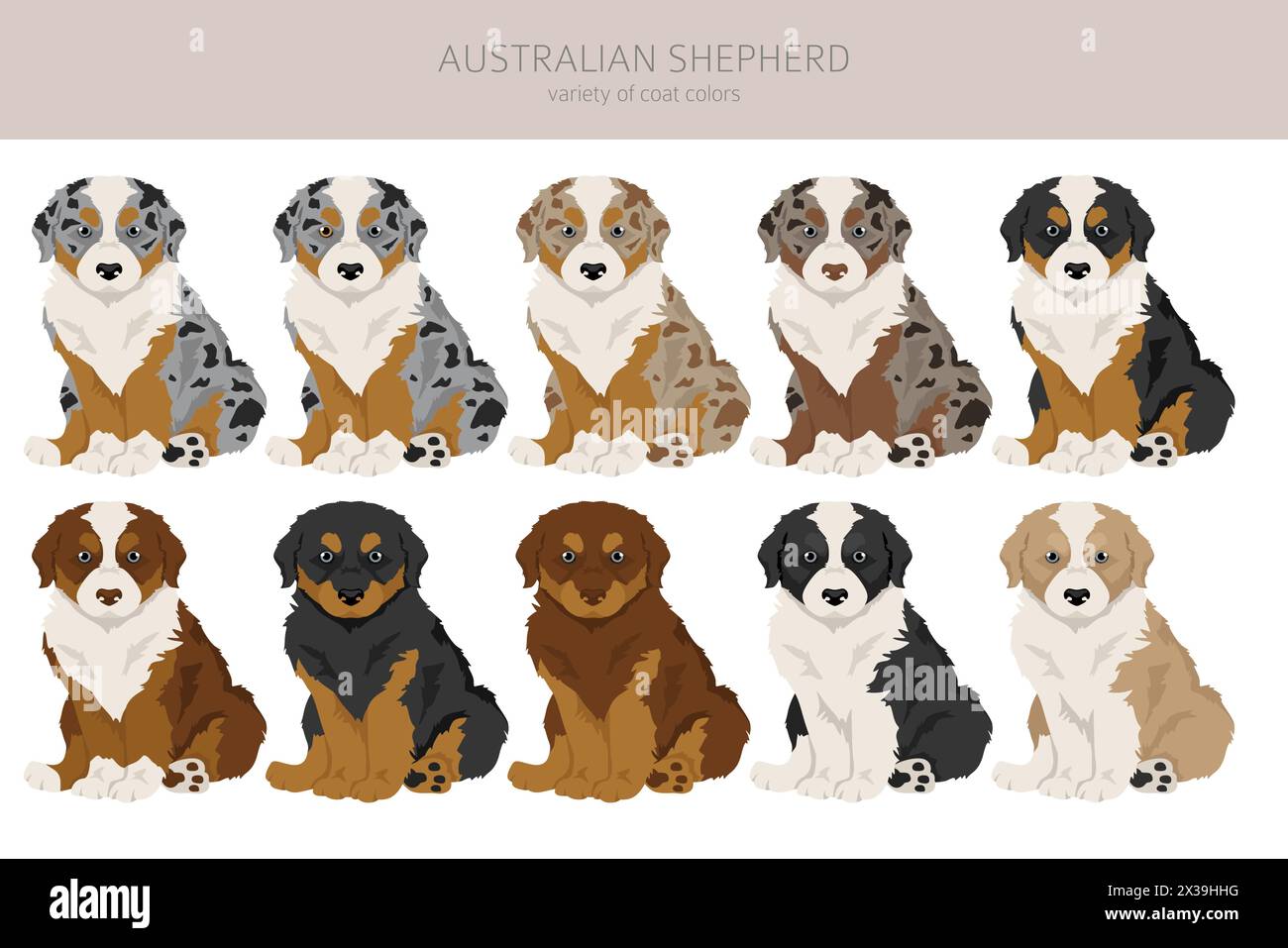 Merle australian shepherd puppies Stock Vector Images - Alamy