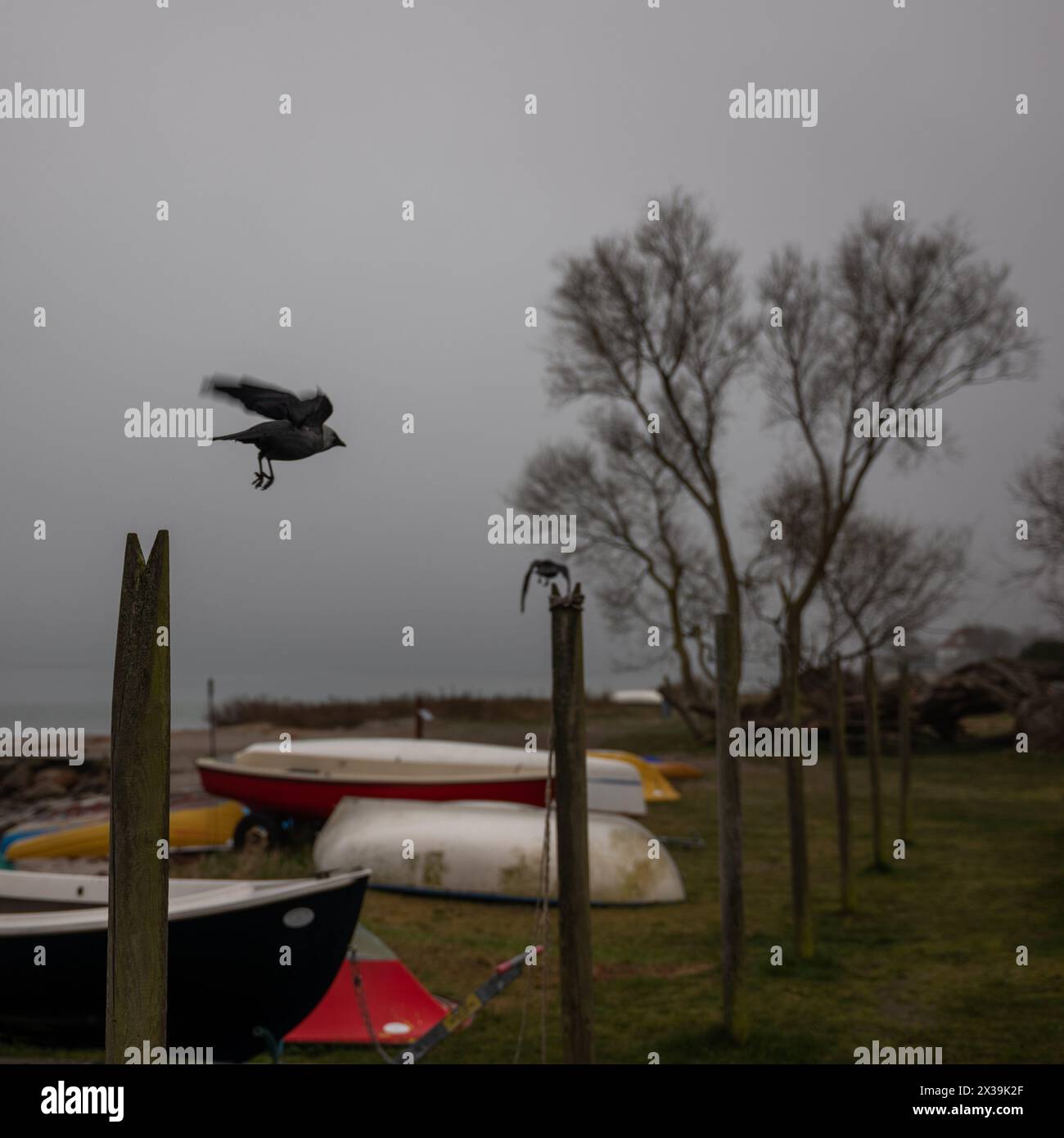 Crow landing hi-res stock photography and images - Alamy