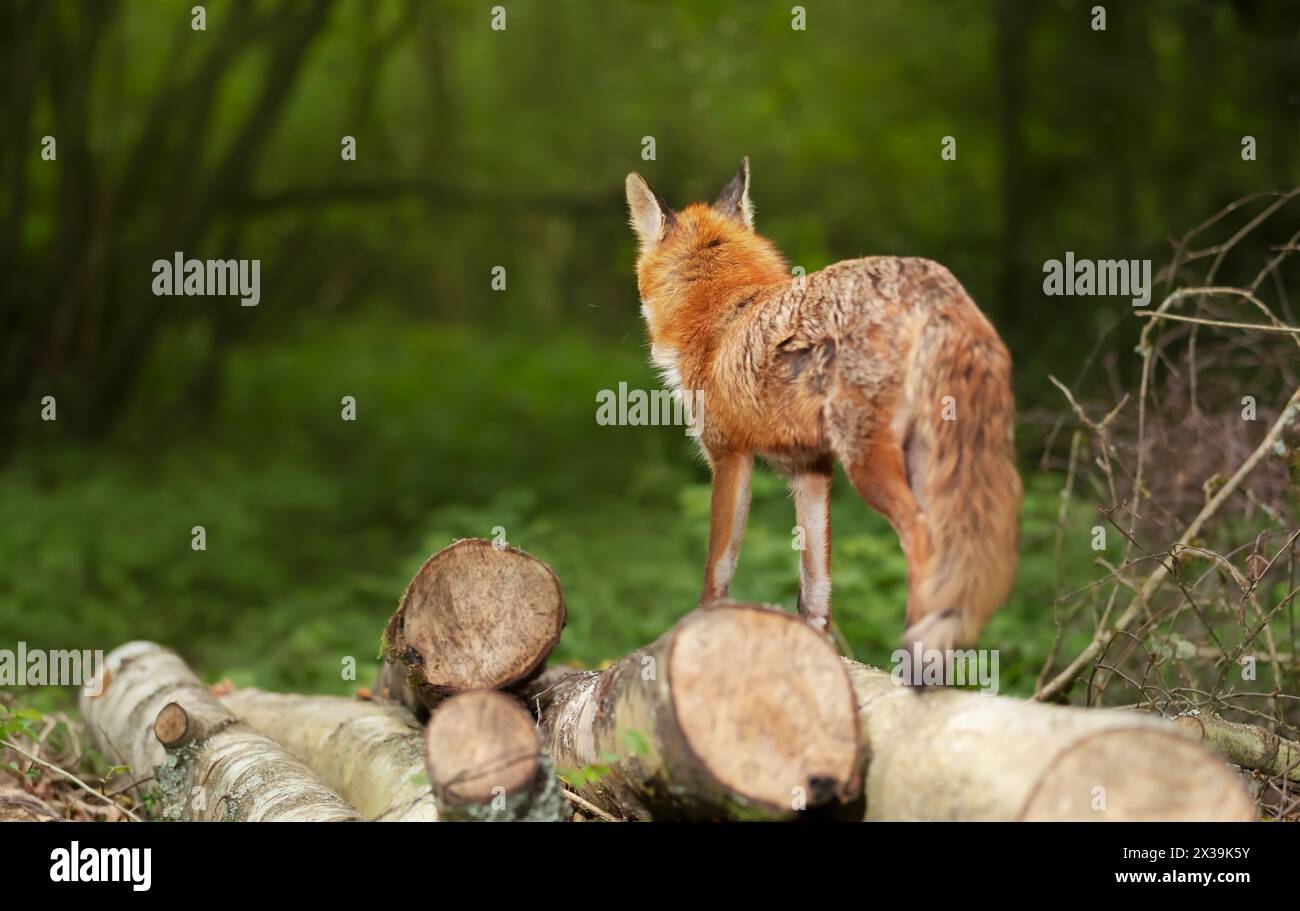 Red fox standing on tree hi-res stock photography and images - Alamy
