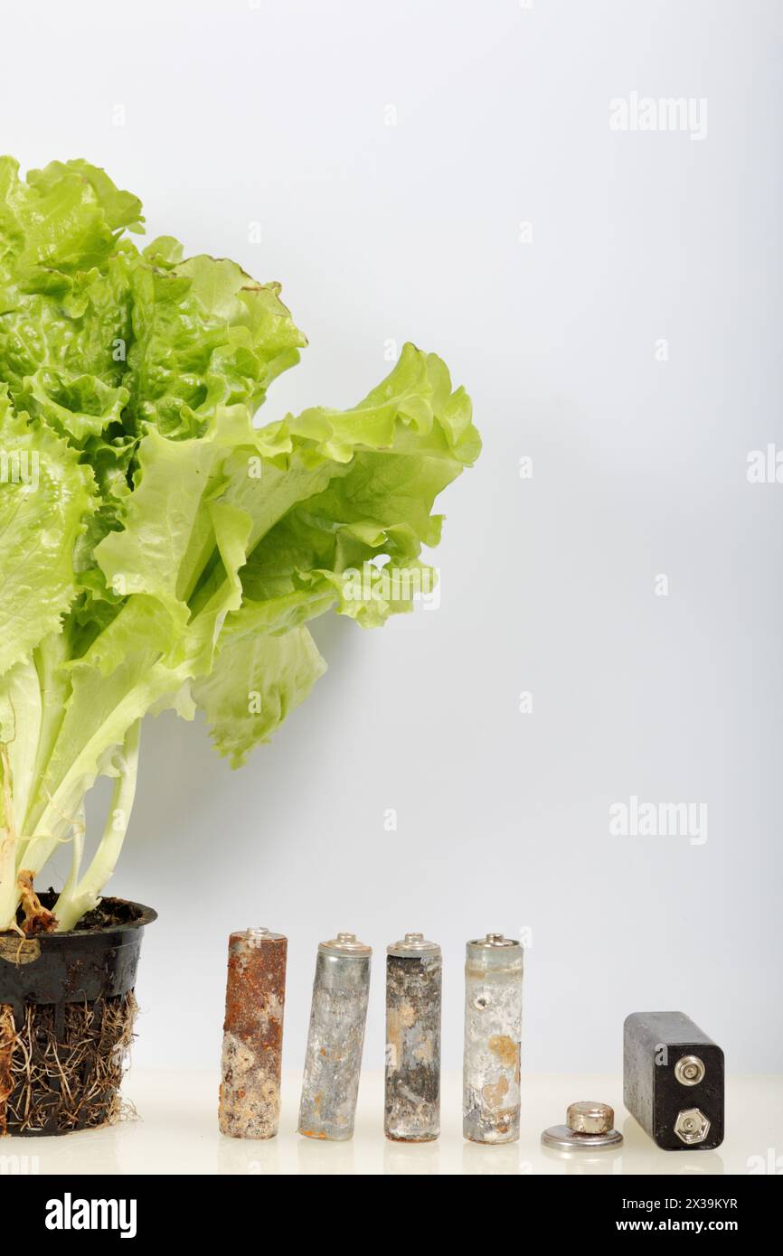 Lettuce contamination hi-res stock photography and images - Alamy