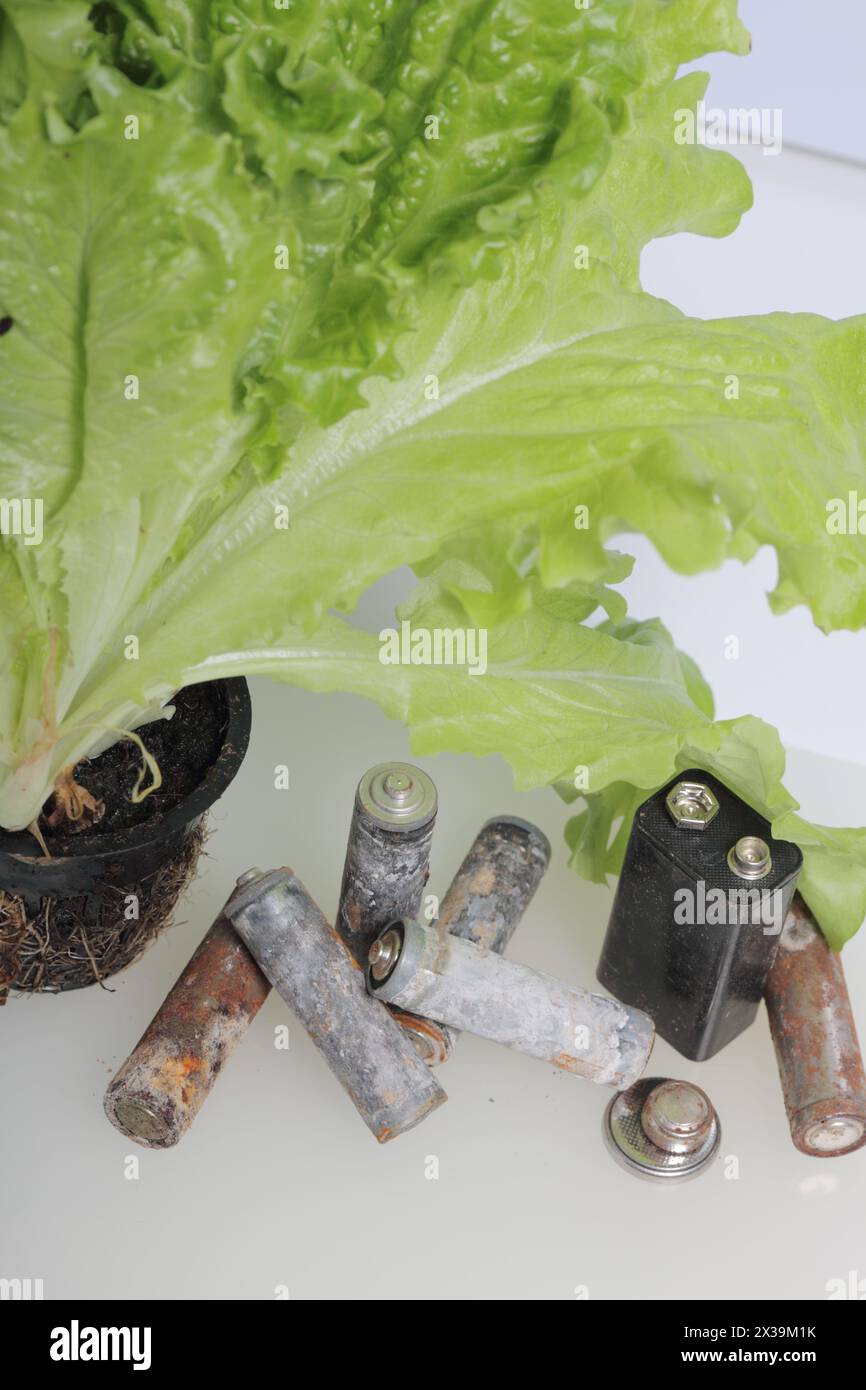Lettuce contamination hi-res stock photography and images - Alamy