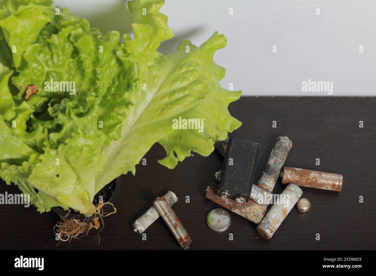 Lettuce contamination hi-res stock photography and images - Alamy